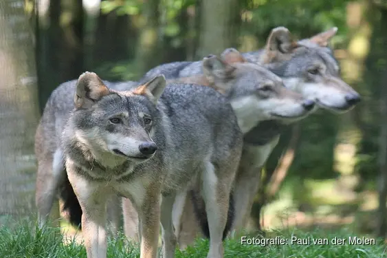 Drenthe onderzoekt interventierichtlijn wolf - Rodensdagblad.nl